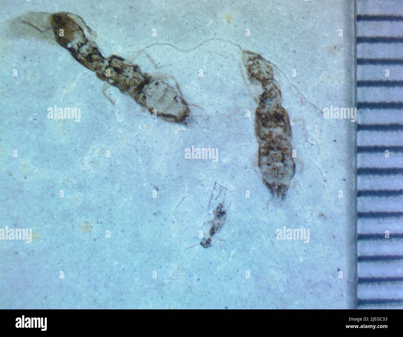 Undet isoptera animalia hi-res stock photography and images - Alamy