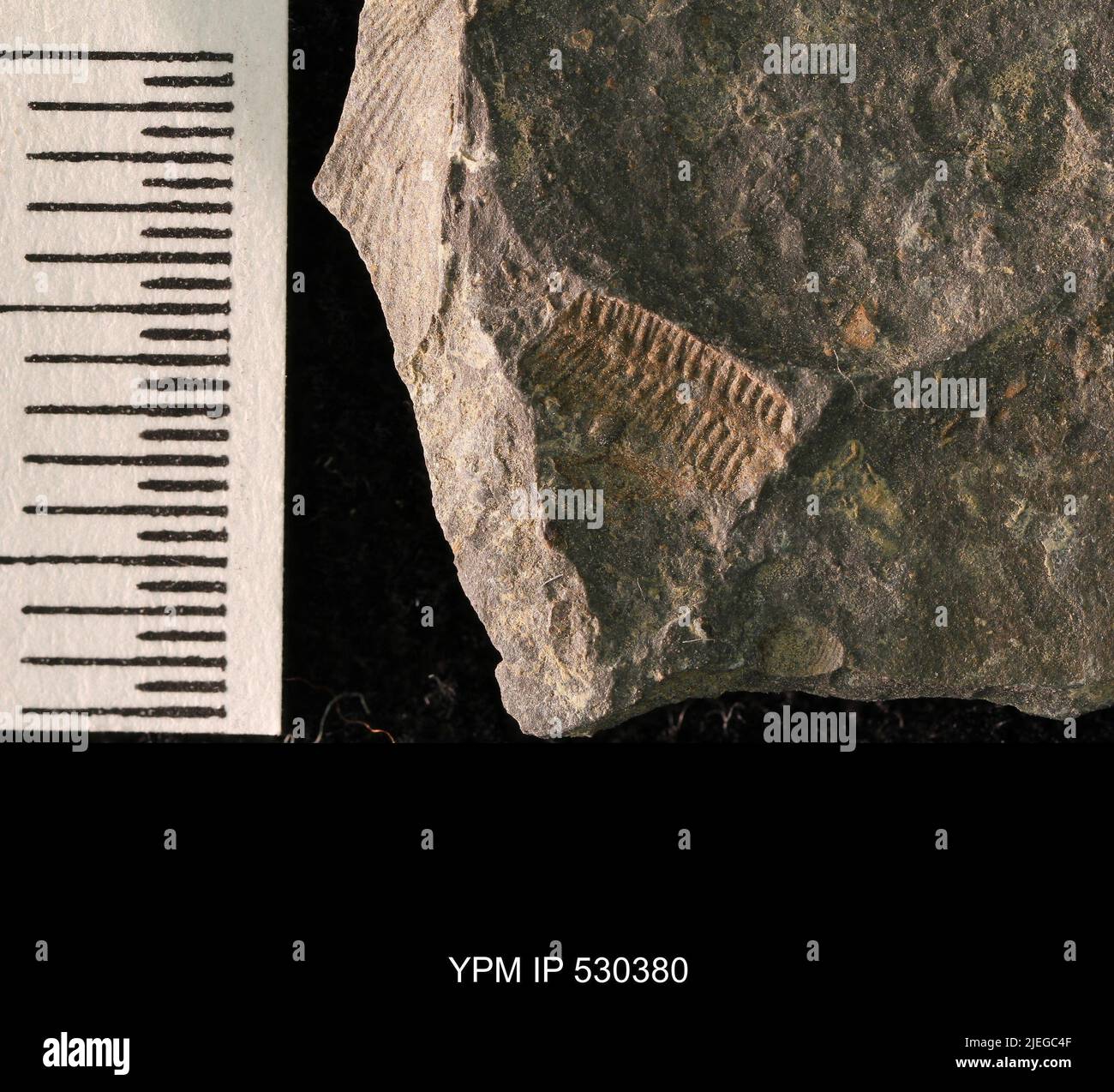 Pentremites hi-res stock photography and images - Alamy