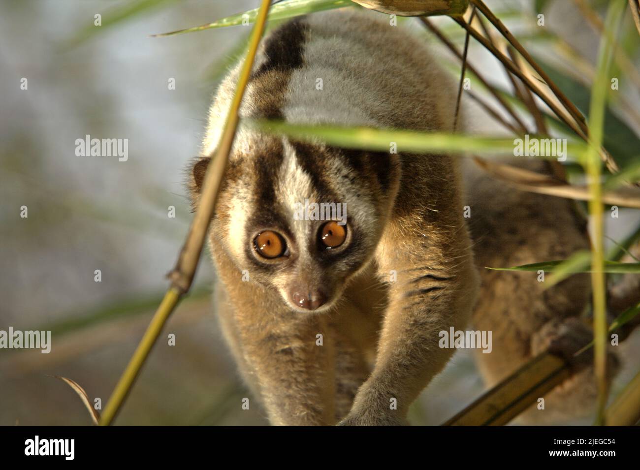 A wild Javan slow loris (Nycticebus javanicus)—a nocturnal, critically ...