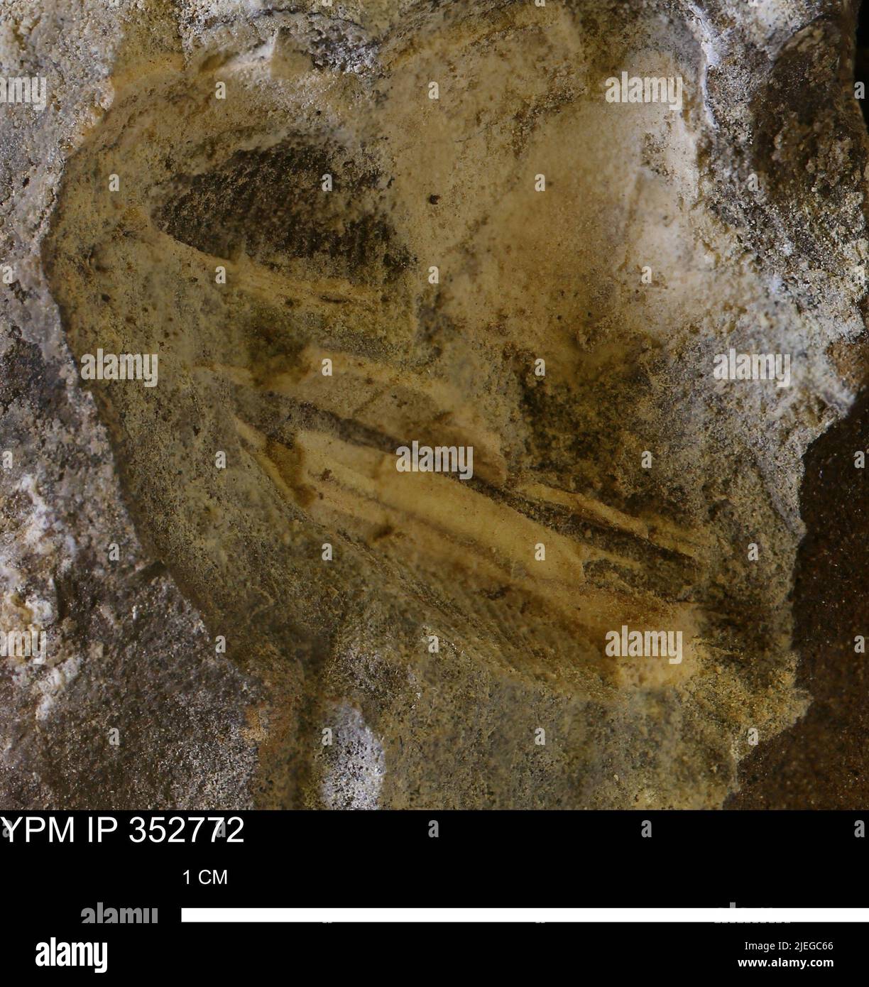 Undet animalia animalia animals hi-res stock photography and images - Alamy