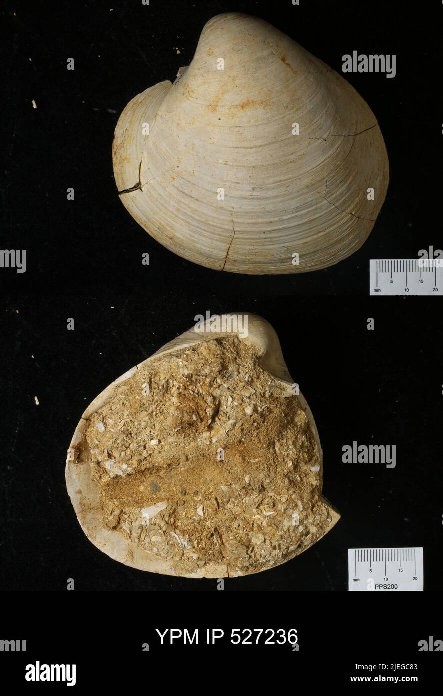 Cyprina islandica hi-res stock photography and images - Alamy