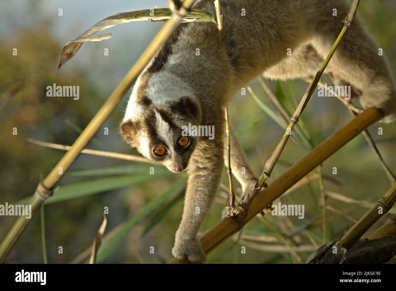 A wild Javan slow loris (Nycticebus javanicus)—a nocturnal, critically ...