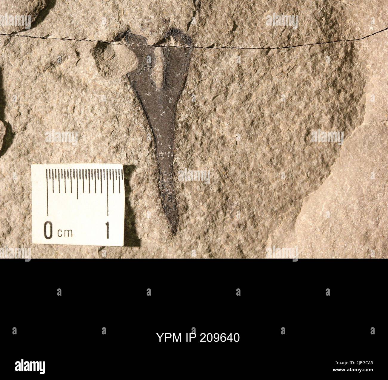 Cooksonia hi-res stock photography and images - Alamy