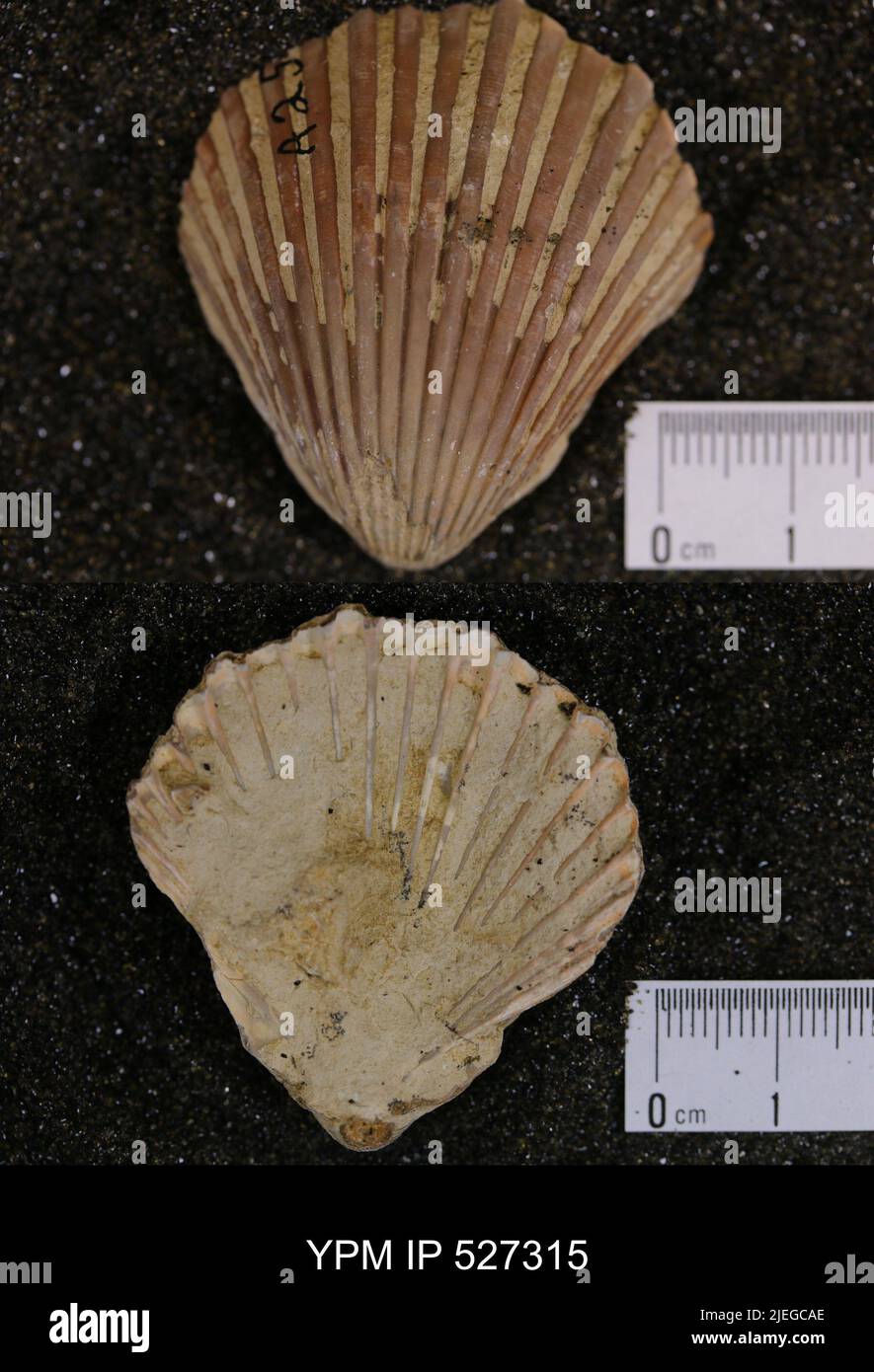 Pecten texana animalia hi-res stock photography and images - Alamy