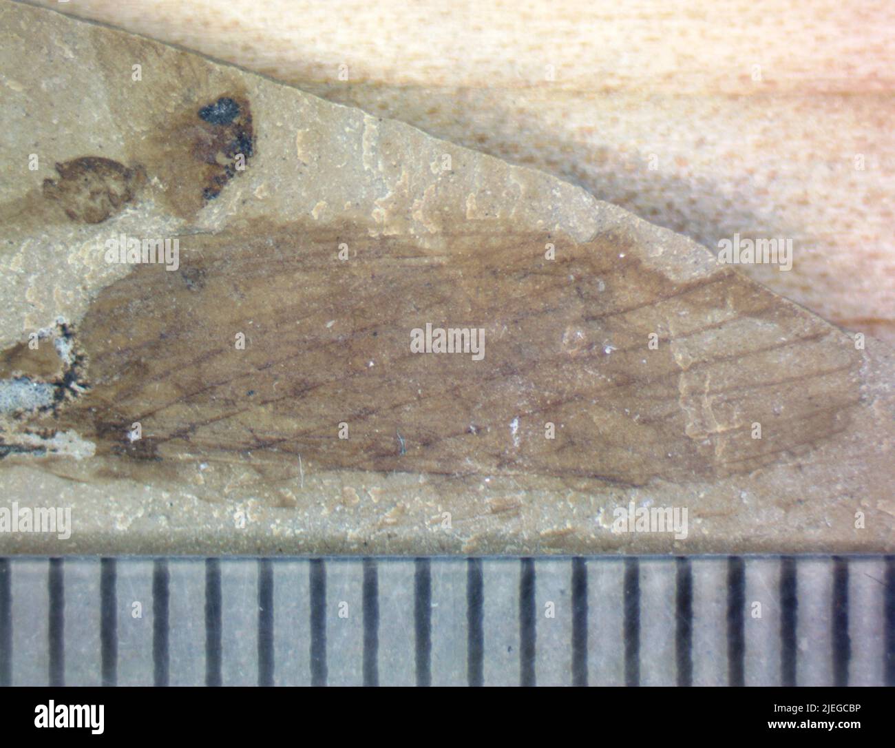 Undet pterygota animalia hi-res stock photography and images - Alamy