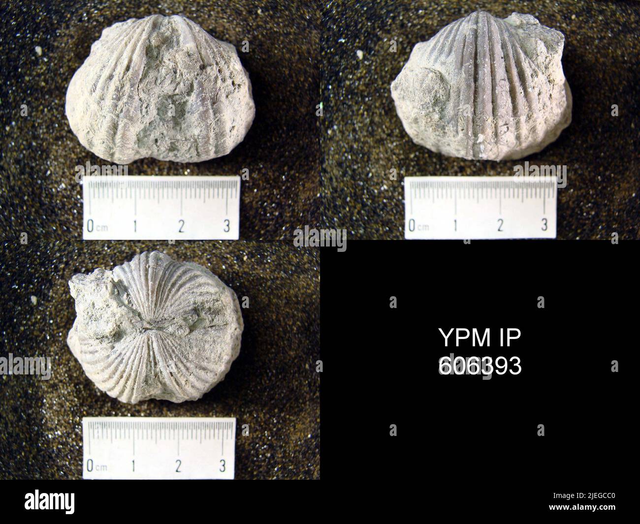 Platystrophia lynx (von Eichwald Stock Photo - Alamy