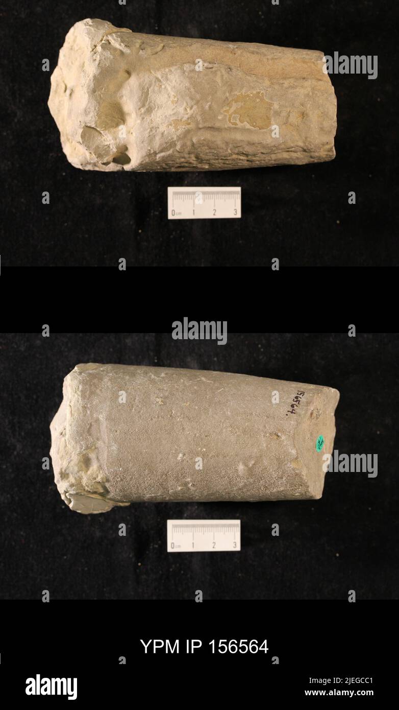 Orthoceras mollusks fossils hi-res stock photography and images - Alamy