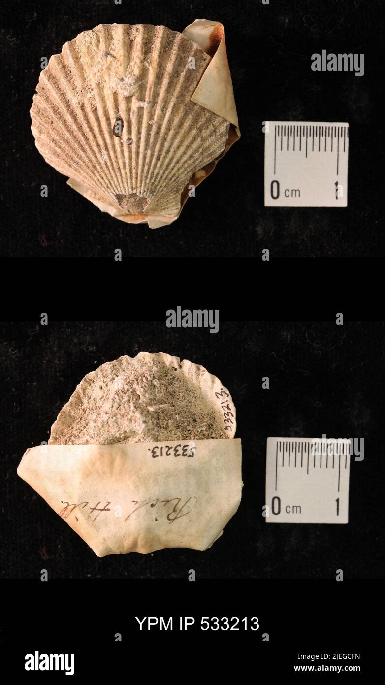 Undet pectinidae animalia hi-res stock photography and images - Alamy