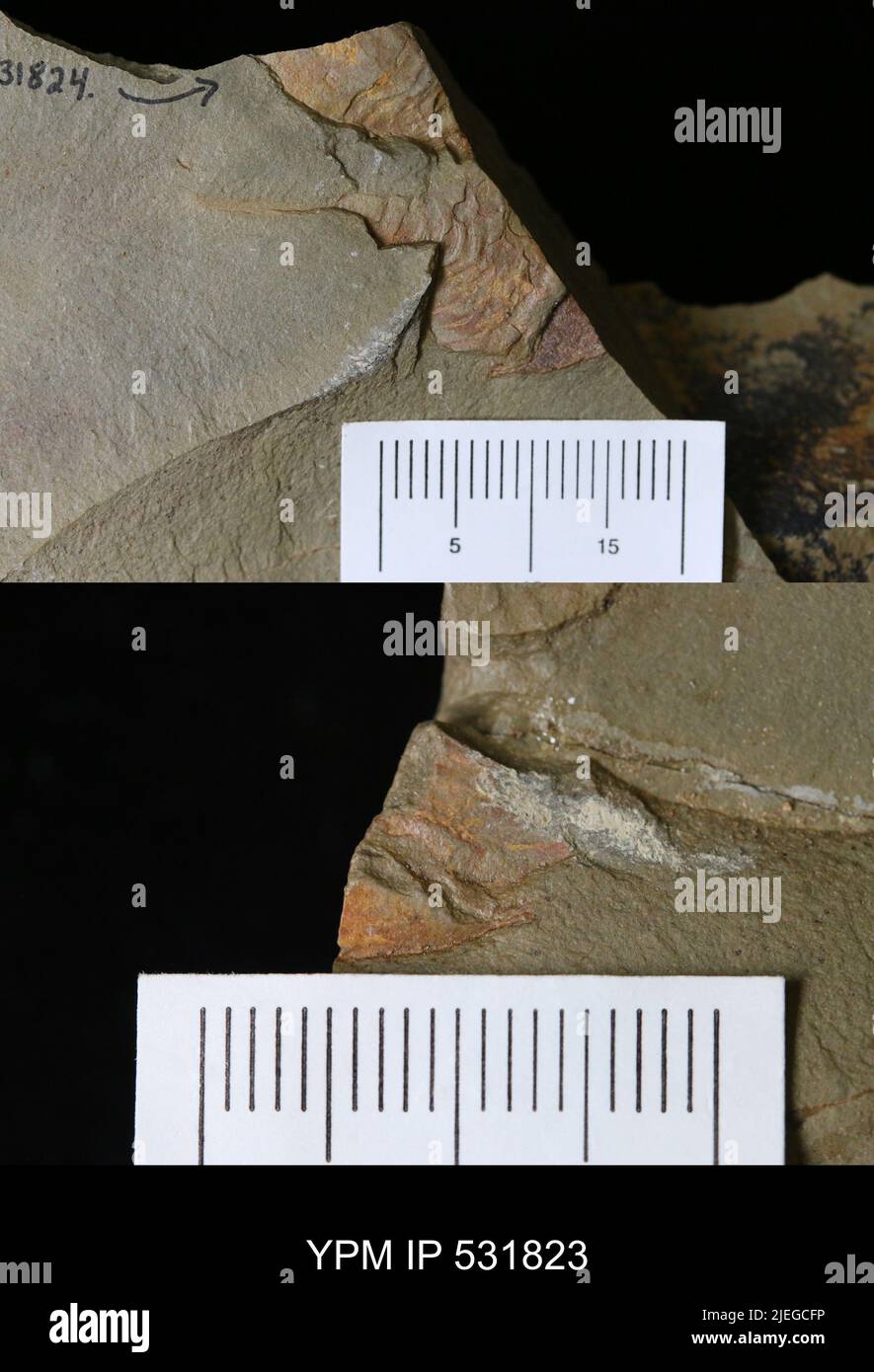 Undet xiphosurida hi-res stock photography and images - Alamy