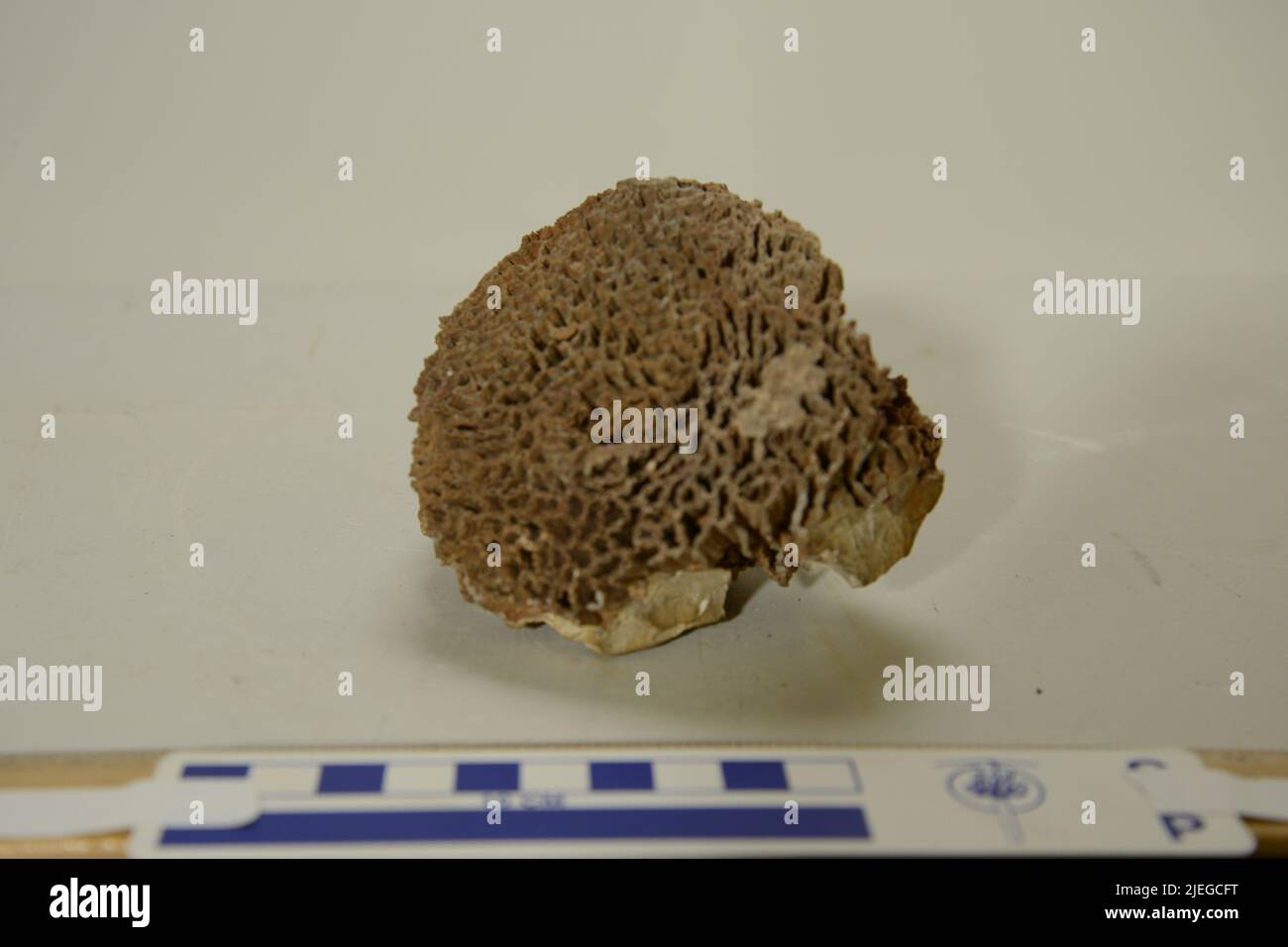 Halysites hi-res stock photography and images - Alamy