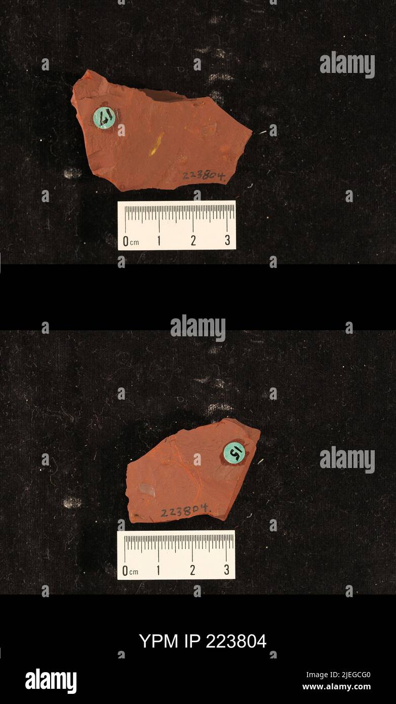 Order blattaria hi-res stock photography and images - Alamy