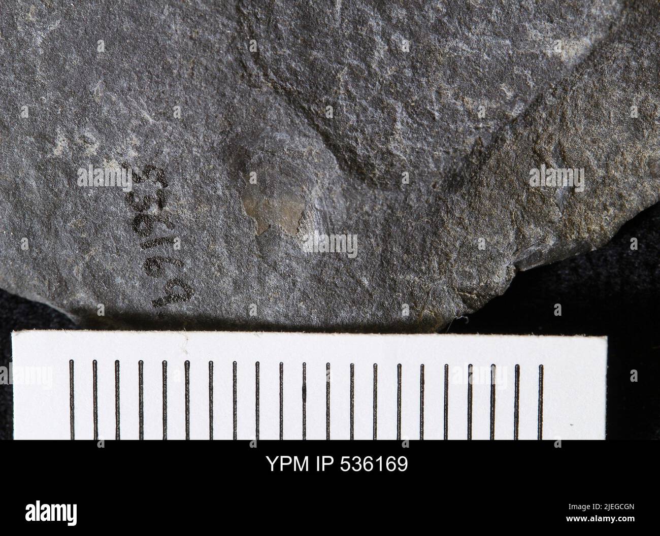 Lingula fossil hi-res stock photography and images - Alamy