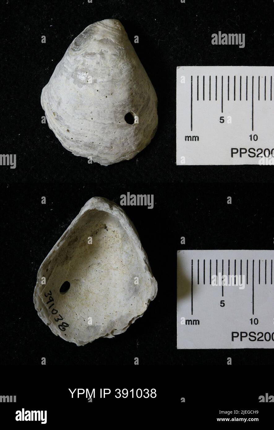 Anomia simplex dorbigny hi-res stock photography and images - Alamy