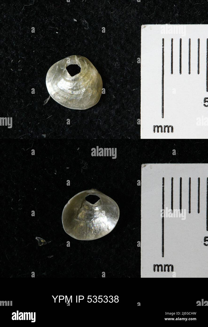 Anomia simplex dorbigny hi-res stock photography and images - Alamy