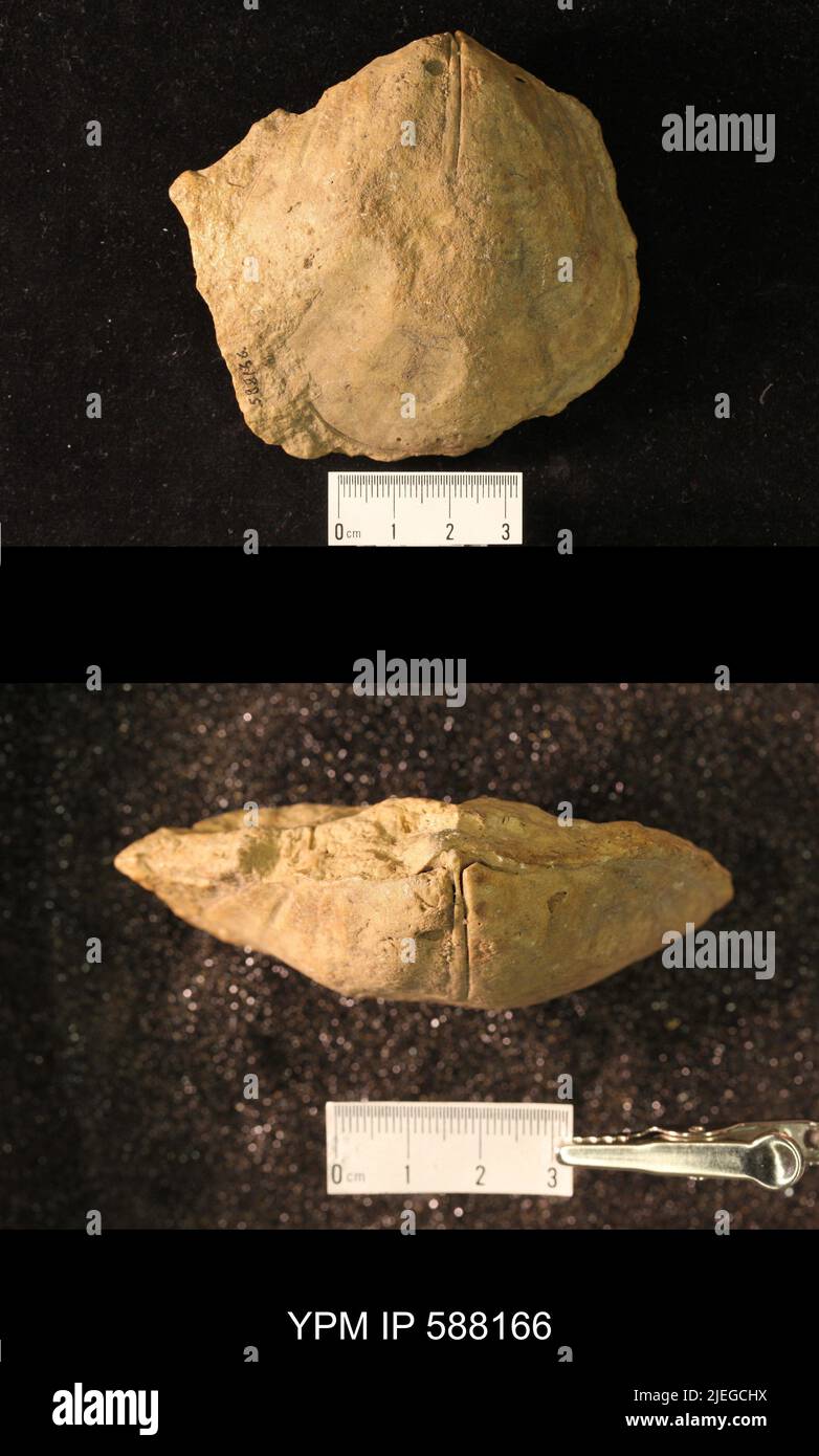 Pentamerus oblongus (Sowerby Stock Photo - Alamy