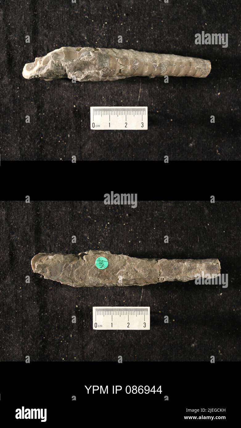 Vaginoceras piscator animalia hi-res stock photography and images - Alamy