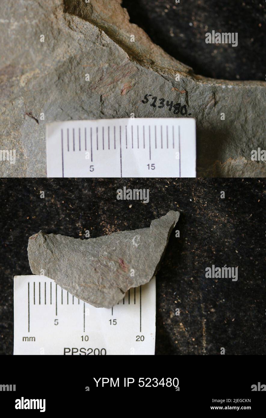 Graptolithina graptolites hi-res stock photography and images - Alamy