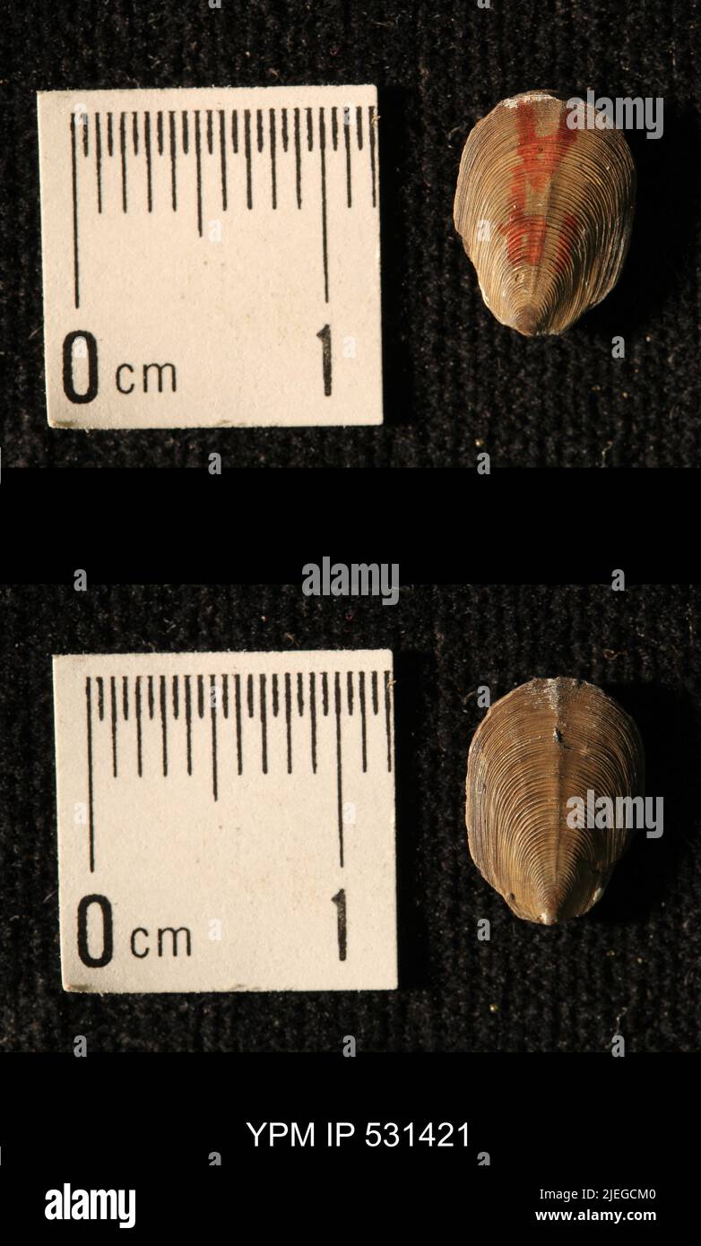Lingula fossil hi-res stock photography and images - Alamy