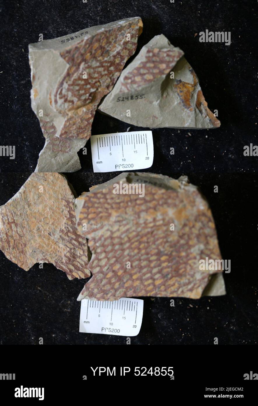 Dendroidea hi-res stock photography and images - Alamy