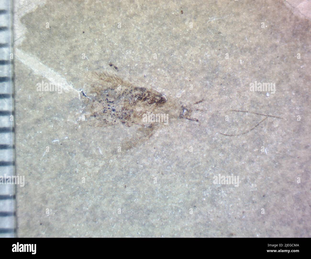 Undet pterygota animalia hi-res stock photography and images - Alamy