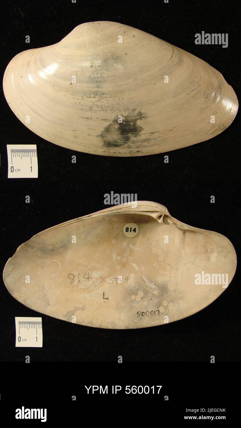 Macrocallista nimbosa (Lightfoot, 1786 Stock Photo - Alamy