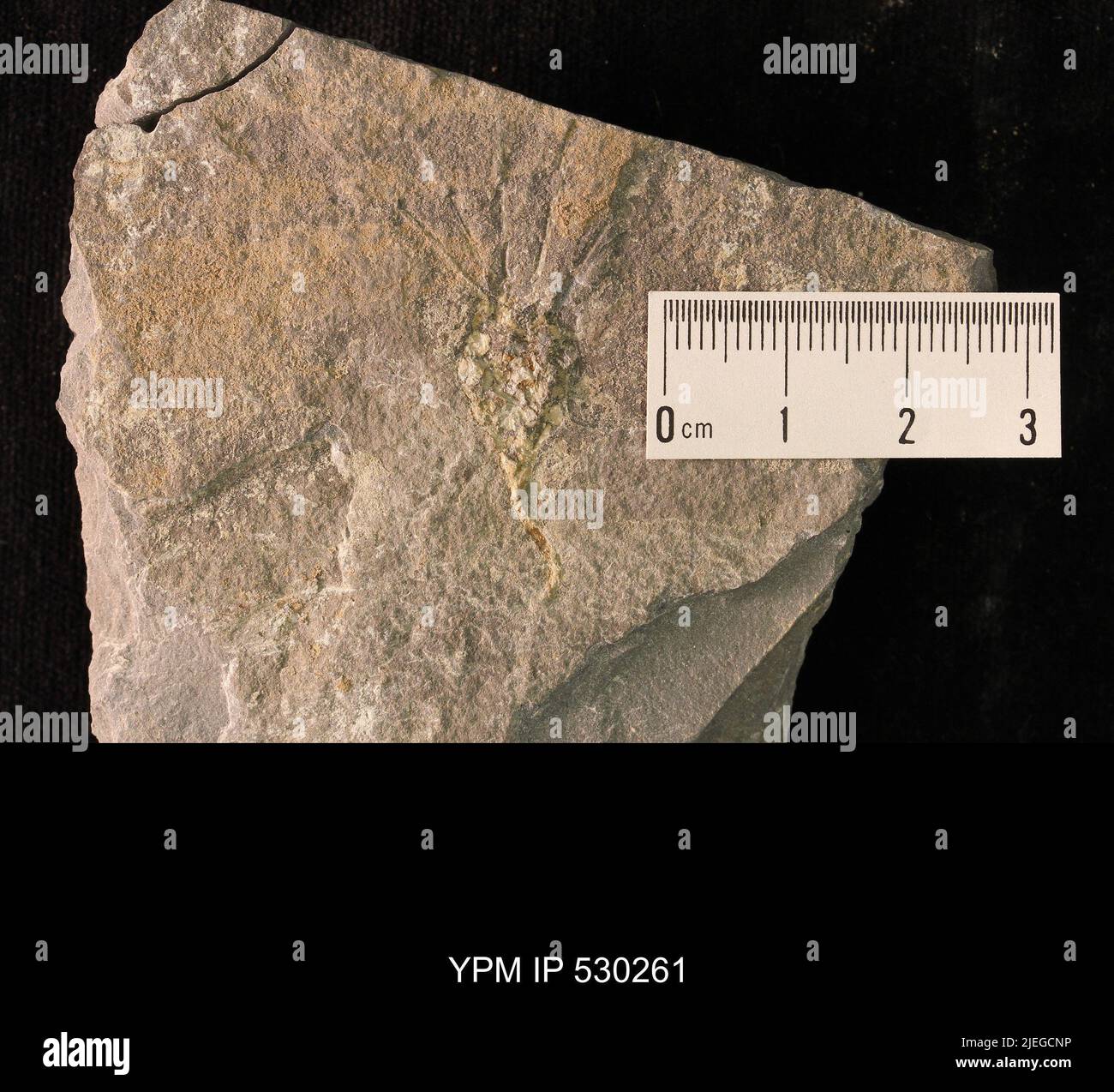 Gogia hi-res stock photography and images - Alamy