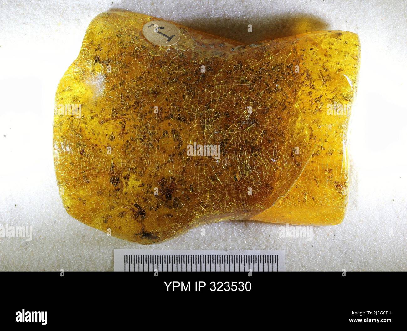 Undet formicidae animalia hi-res stock photography and images - Alamy