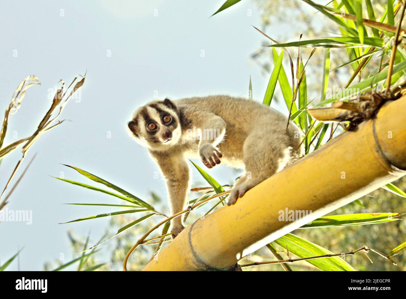 A wild Javan slow loris (Nycticebus javanicus)—a nocturnal, critically ...