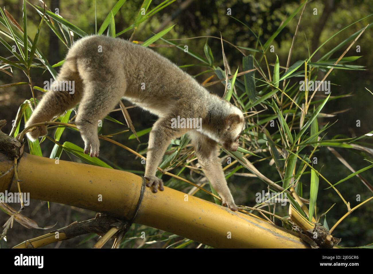 A wild Javan slow loris (Nycticebus javanicus)—a nocturnal, critically ...
