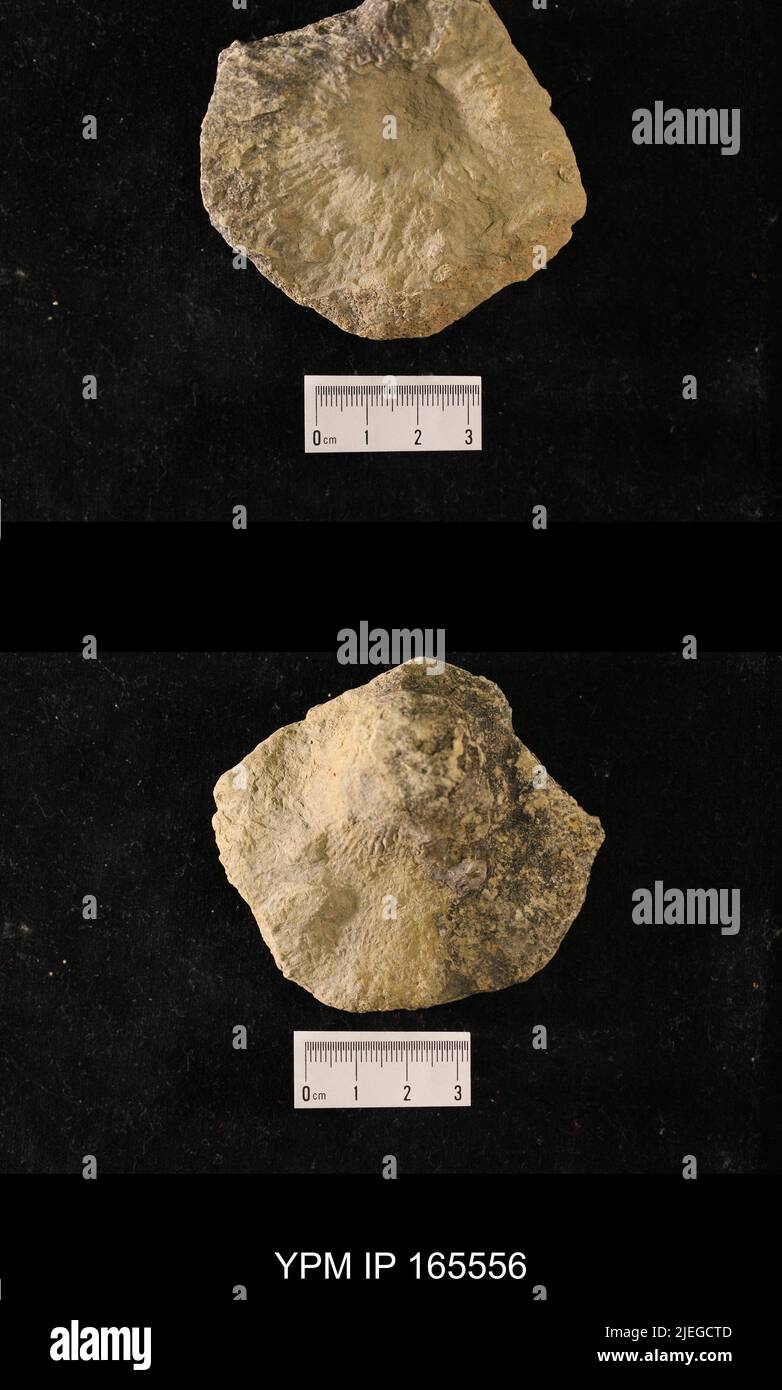 Spongia sp hi-res stock photography and images - Alamy