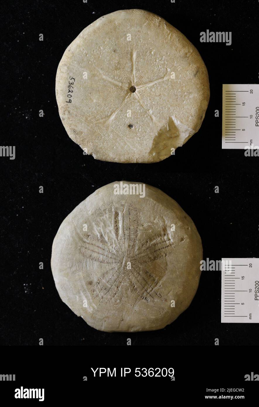 Echinoidea sp hi-res stock photography and images - Alamy