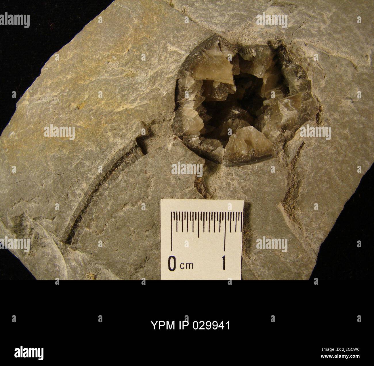 Caryocrinites hi-res stock photography and images - Alamy