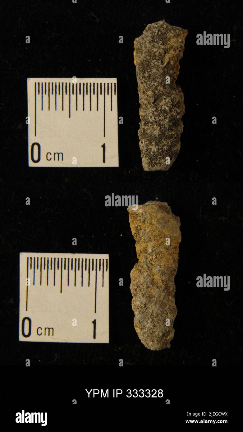 Constellaria sp animalia hi-res stock photography and images - Alamy