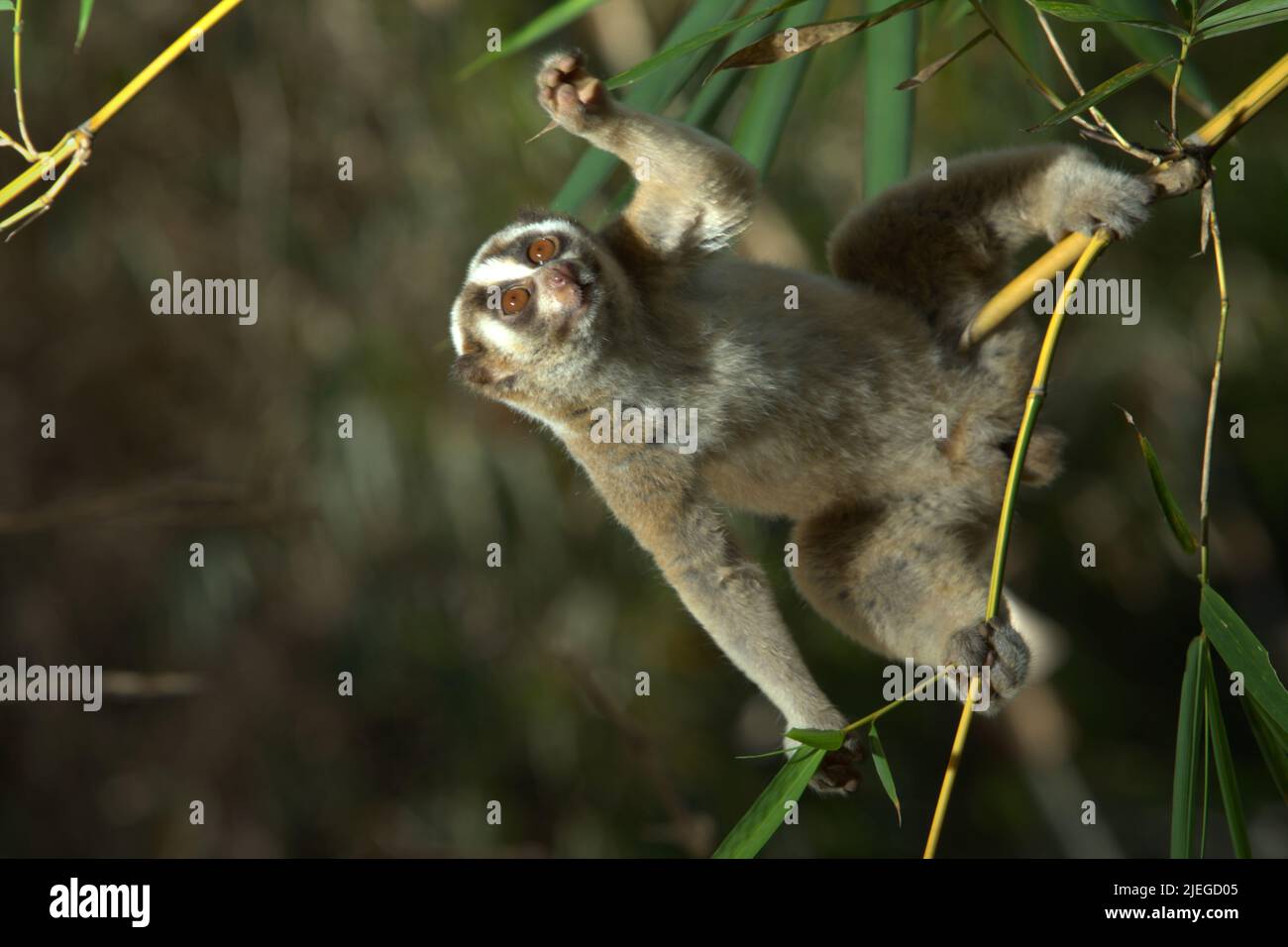 A wild Javan slow loris (Nycticebus javanicus)—a nocturnal, critically ...