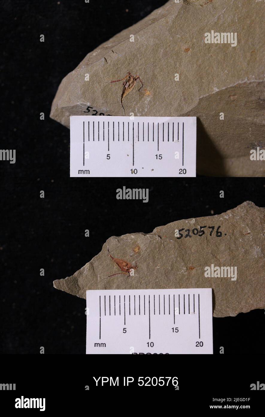 Eocrinoidea hi-res stock photography and images - Alamy