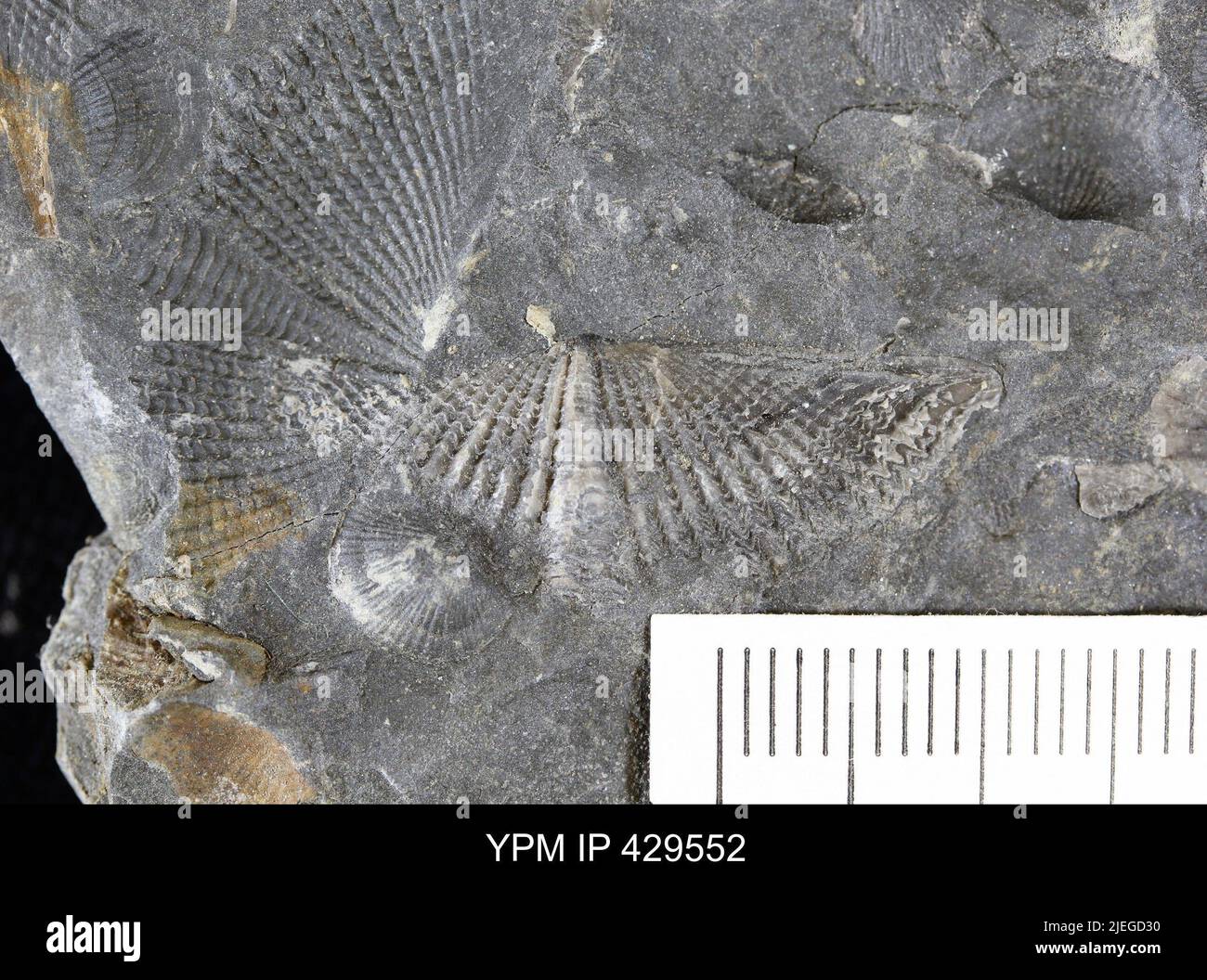 Mucrospirifer mucronatus animalia hi-res stock photography and images ...