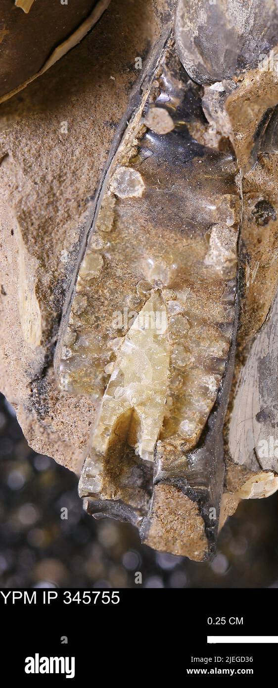 Sphenodiscus sp hi-res stock photography and images - Alamy