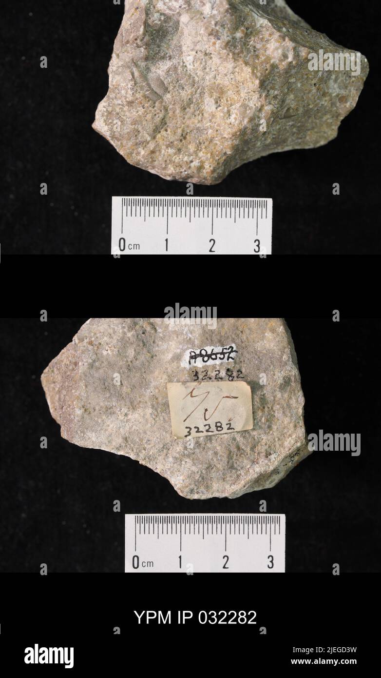 Tricrepicephalus tripunctatus (Whitfield Stock Photo - Alamy