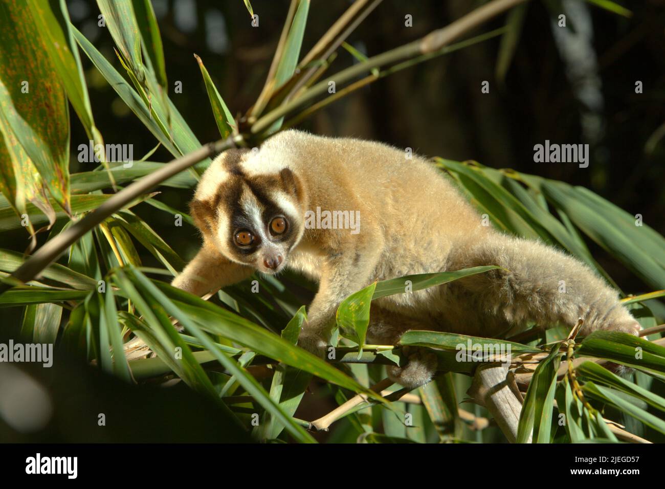A wild Javan slow loris (Nycticebus javanicus)—a nocturnal, critically ...