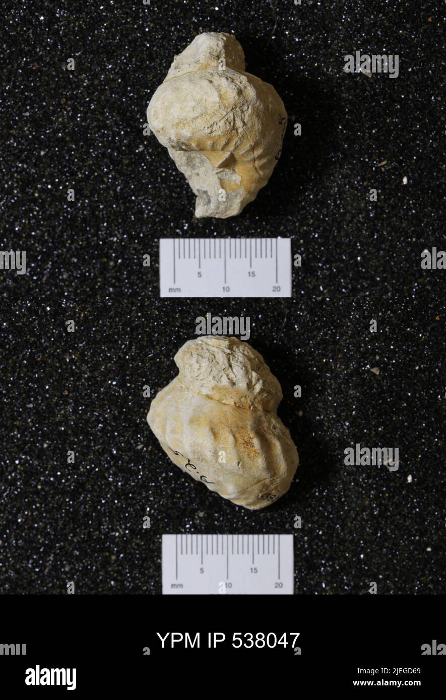 Mariella (Wintonia) bosquensis (Adkins, 1920 Stock Photo - Alamy