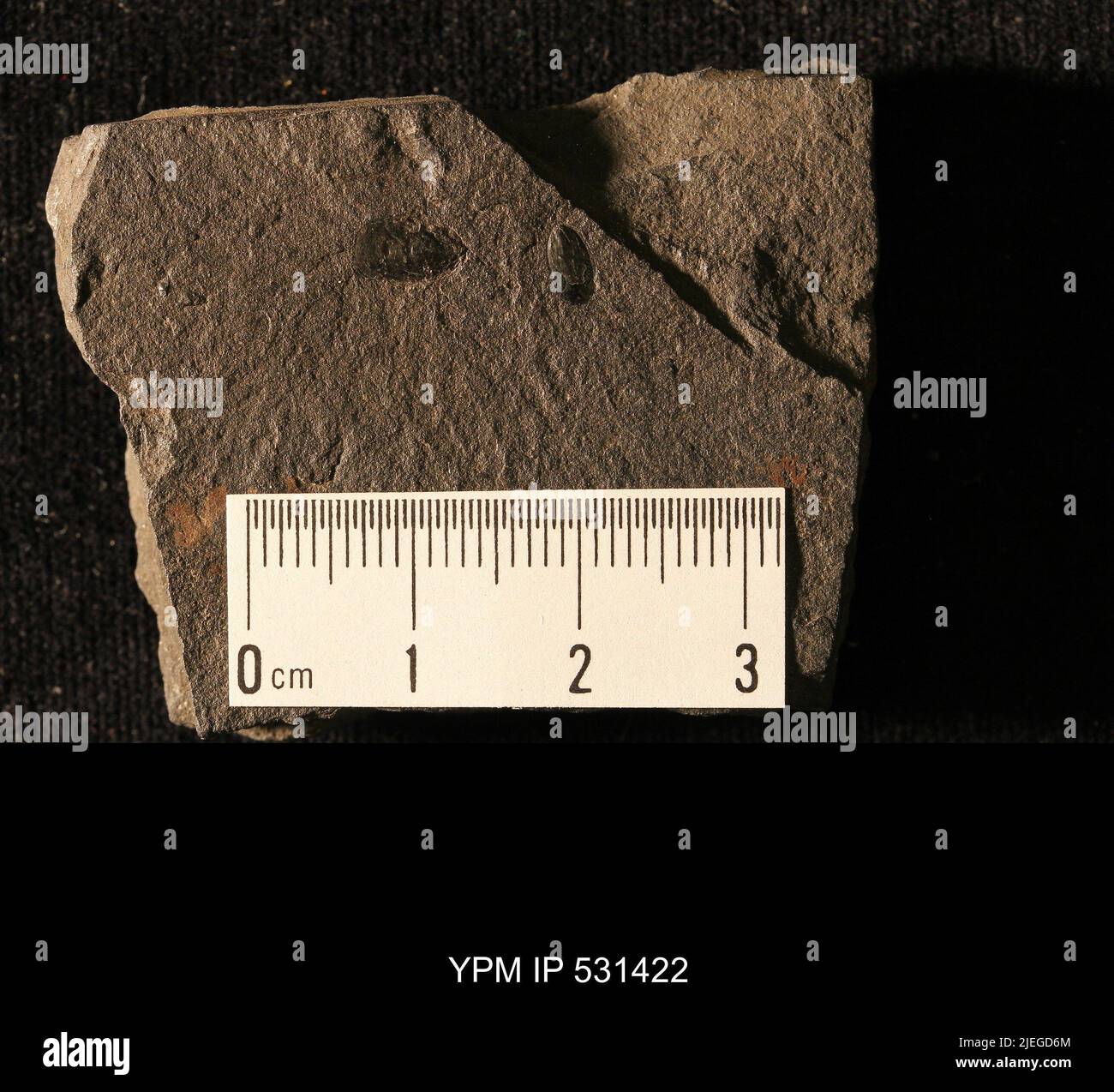 Lingula sp animalia hi-res stock photography and images - Alamy