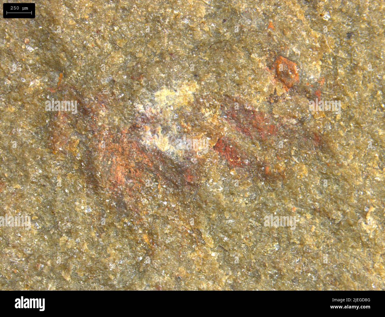 Lobopodia lobopods hi-res stock photography and images - Alamy