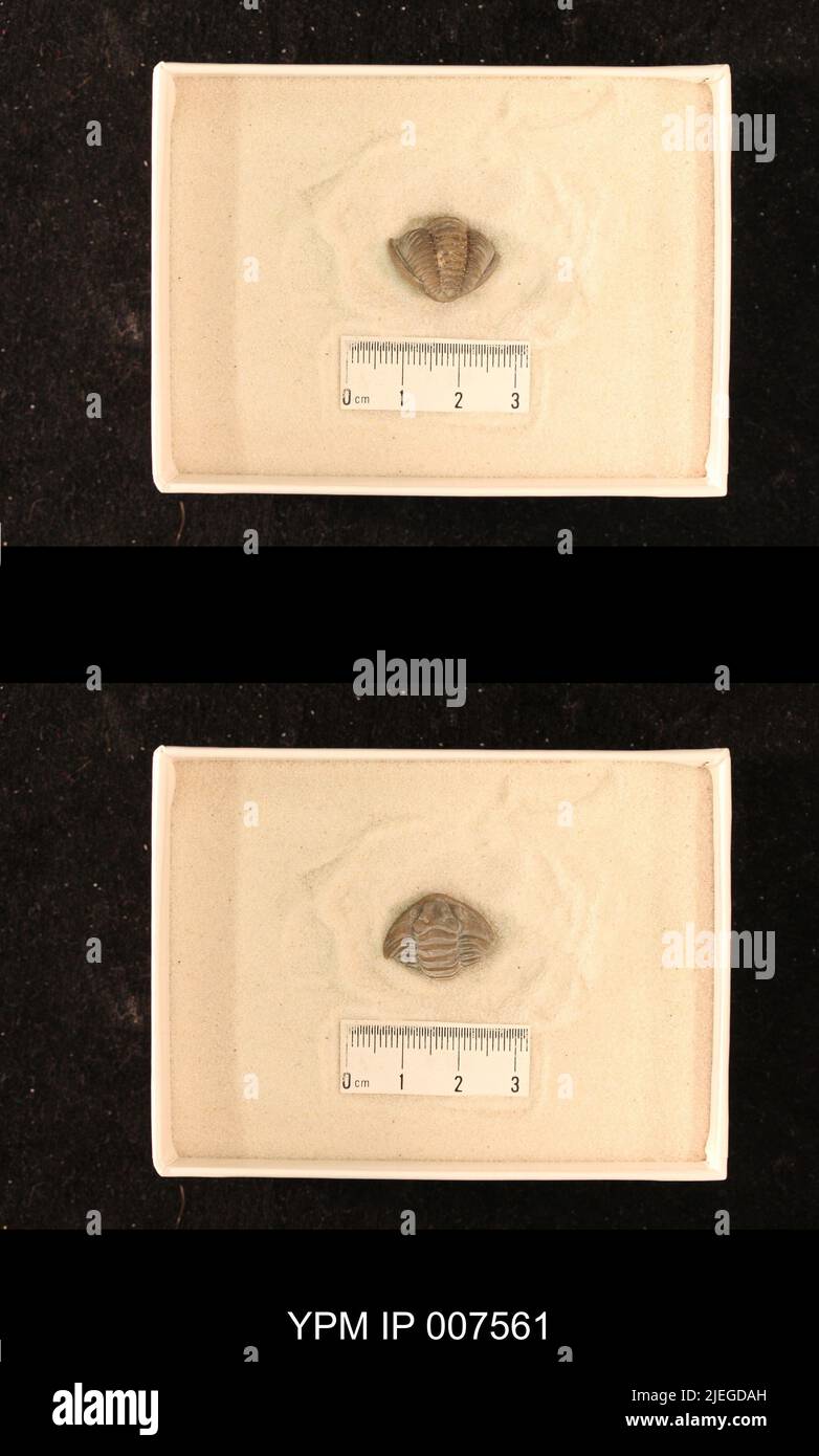 Calymene meeki animalia hi-res stock photography and images - Alamy