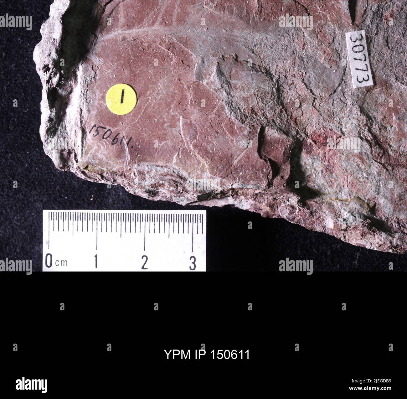 Darwinula sp animalia hi-res stock photography and images - Alamy