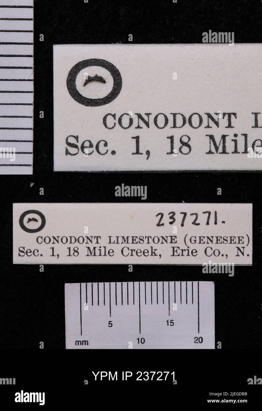 Conodonta conodonts hi-res stock photography and images - Alamy