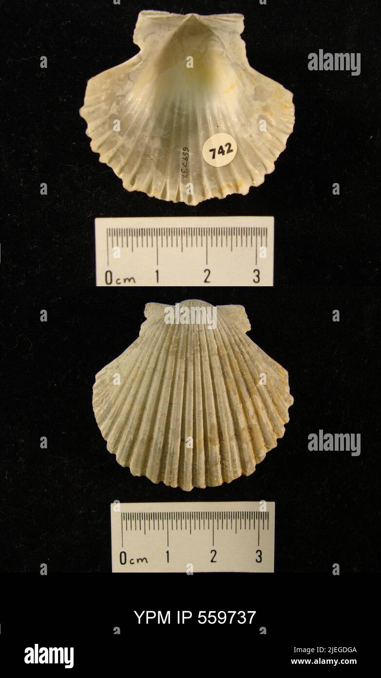 Chlamys sp hi-res stock photography and images - Alamy