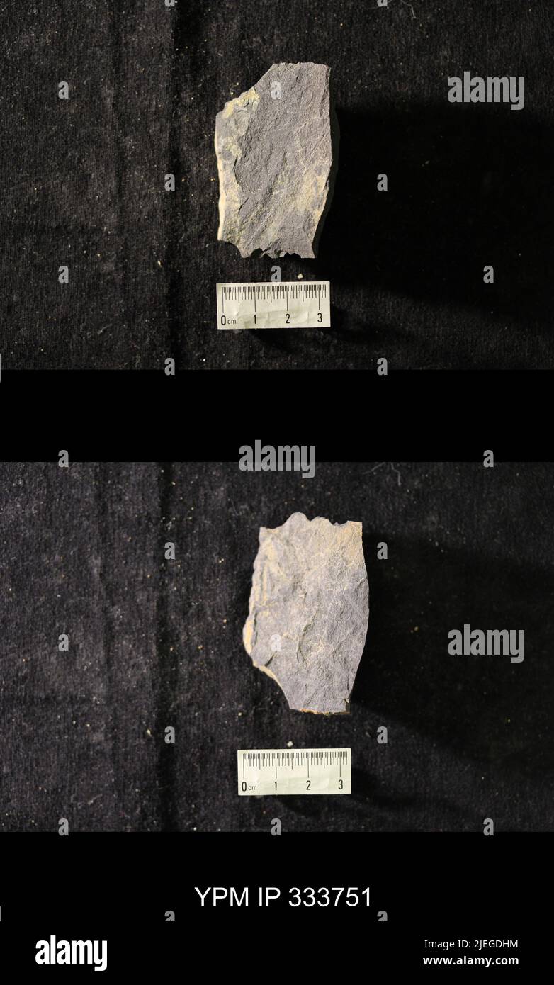 Graptolithina hi-res stock photography and images - Alamy