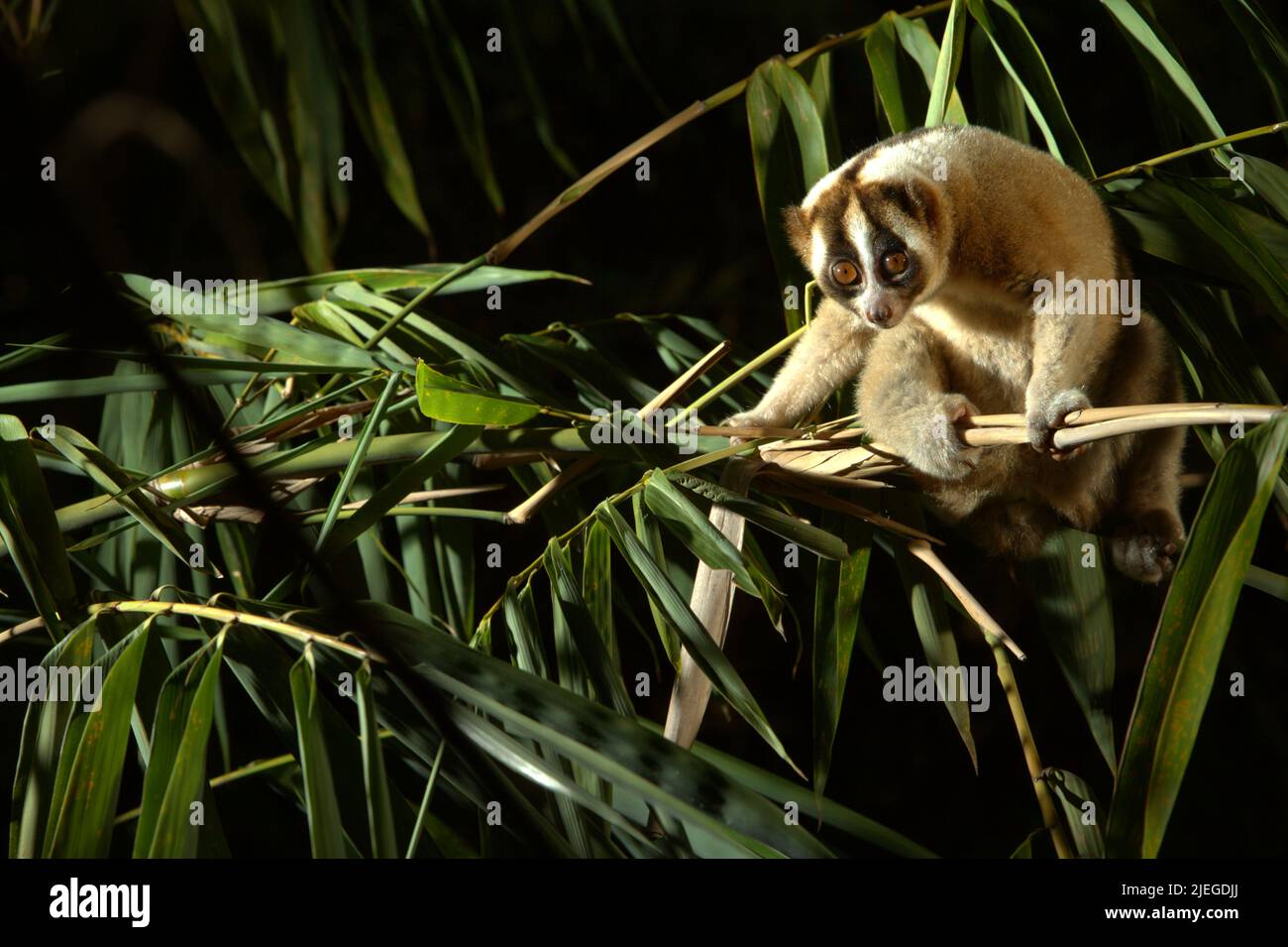 A wild Javan slow loris (Nycticebus javanicus)—a nocturnal, critically ...