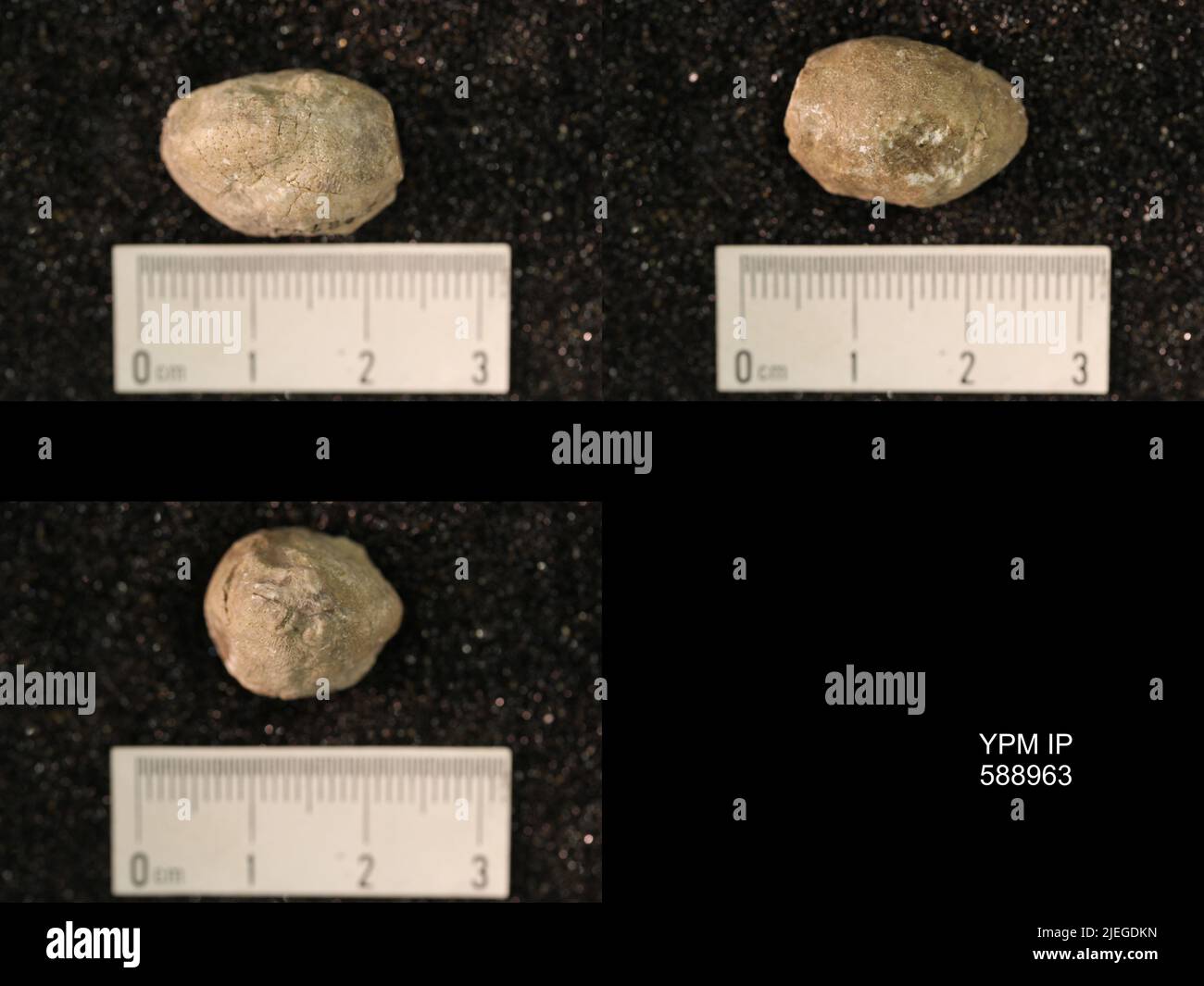 Dalmanella sp hi-res stock photography and images - Alamy