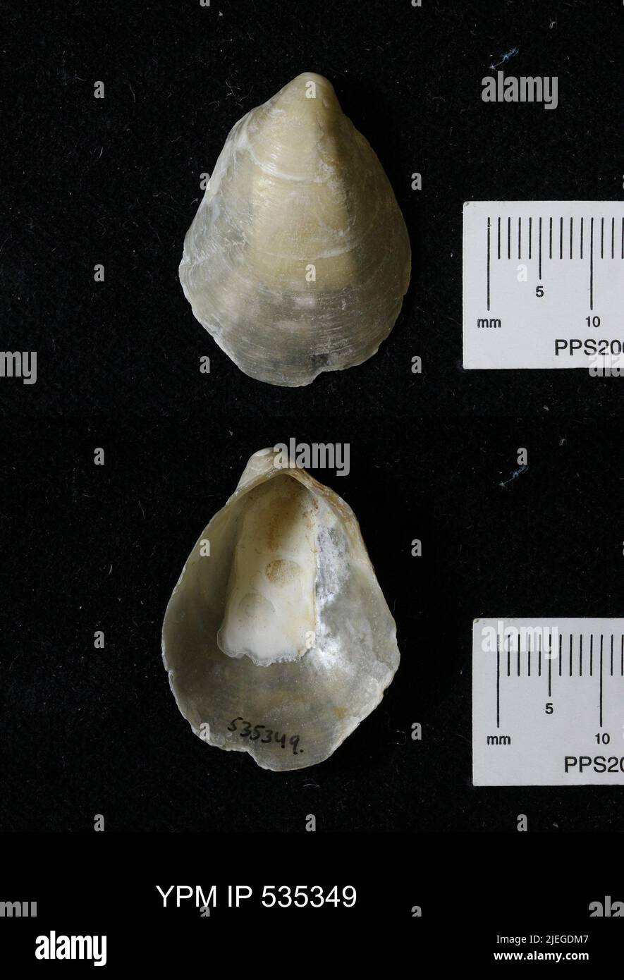 Anomia simplex dorbigny hi-res stock photography and images - Alamy